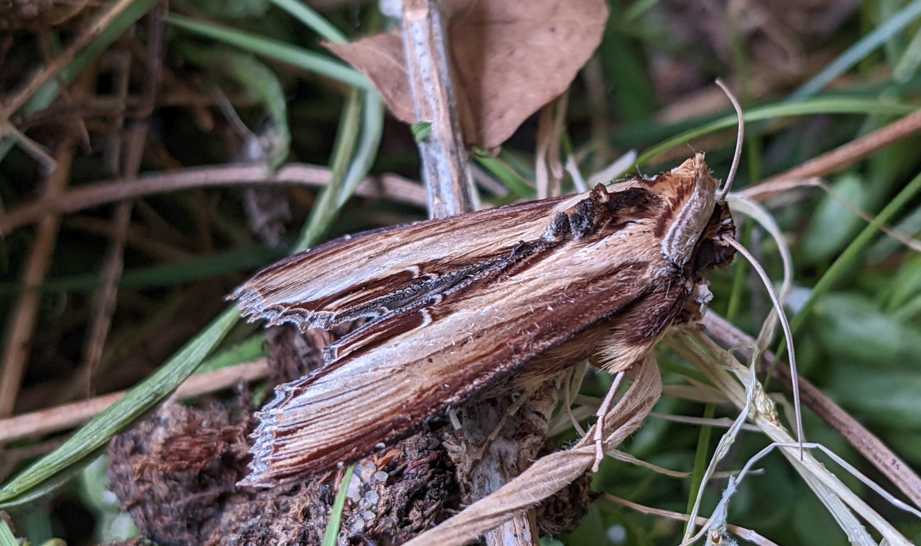 mullein-moth-at-last – annie's wildlife gardening